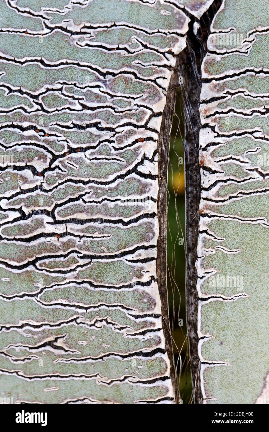 Agave plant growing in Cabo de Gata natural park, Spain Agave Americana ...