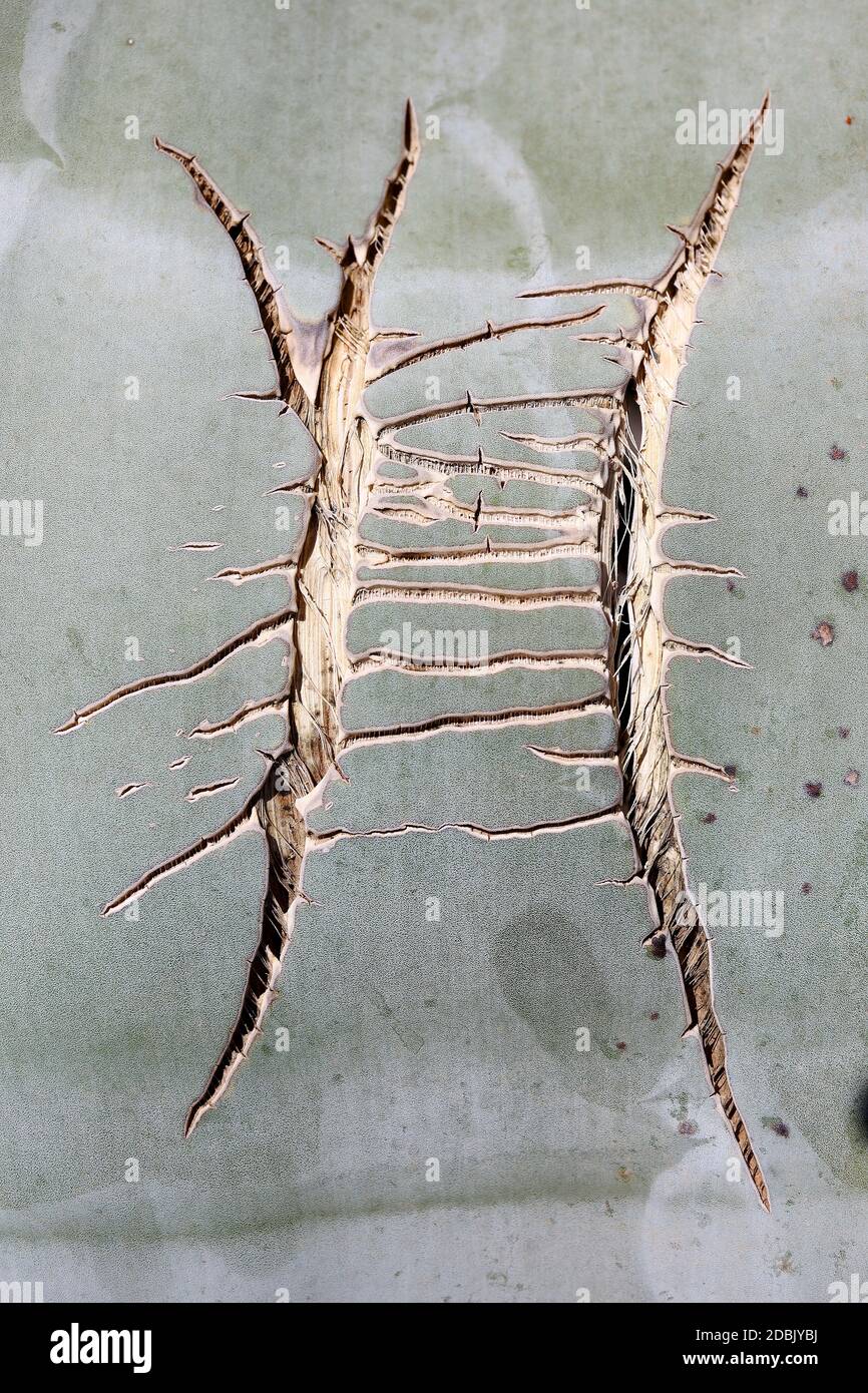 Agave plant growing in Cabo de Gata natural park, Spain Agave Americana ...