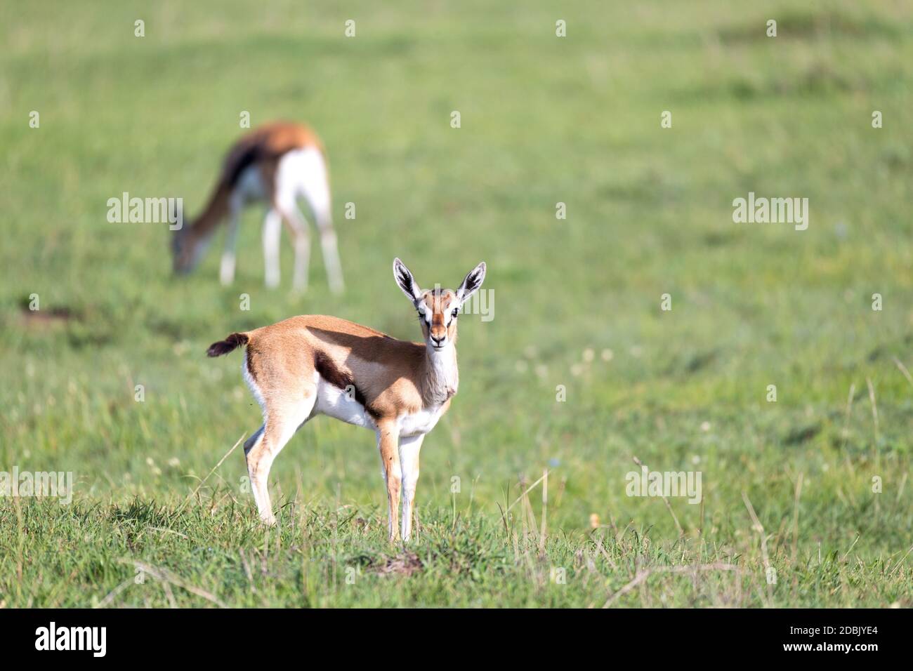 The Thomson gazelles in the middle of a grassy landscape in the Kenyan ...