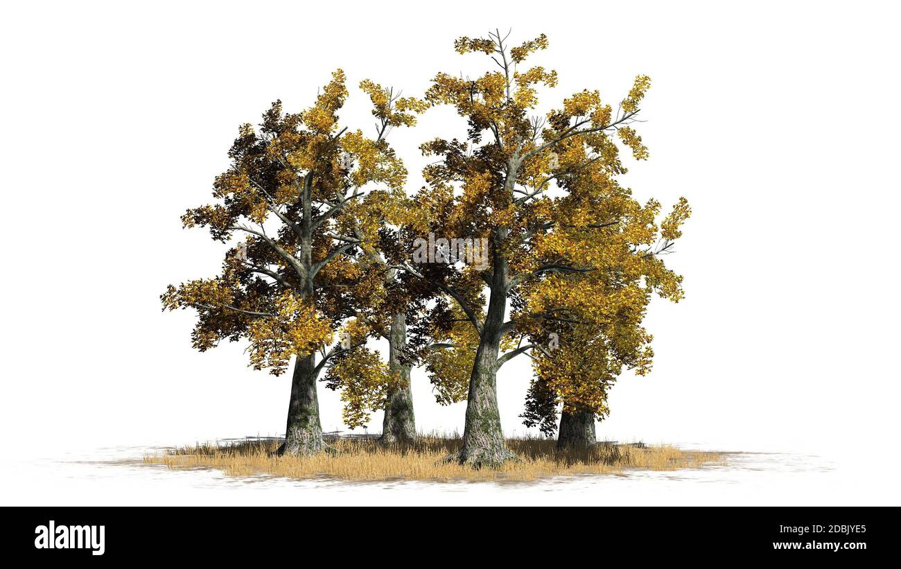 Sassafras tree cluster in autumn - separated on white background Stock ...