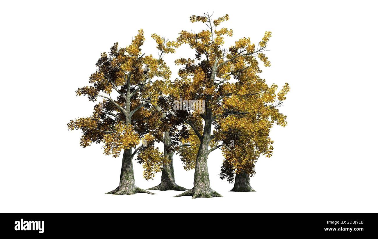 Sassafras tree cluster in autumn - separated on white background Stock ...
