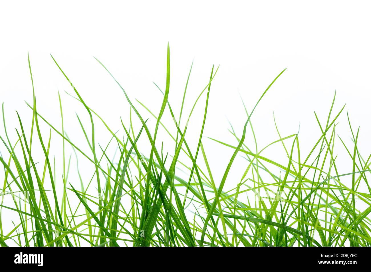 Blades of fresh grass on white background Stock Photo - Alamy