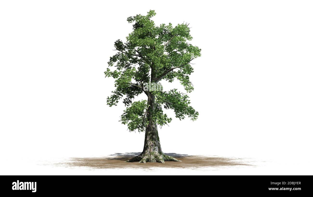 Sassafras tree hi-res stock photography and images - Alamy