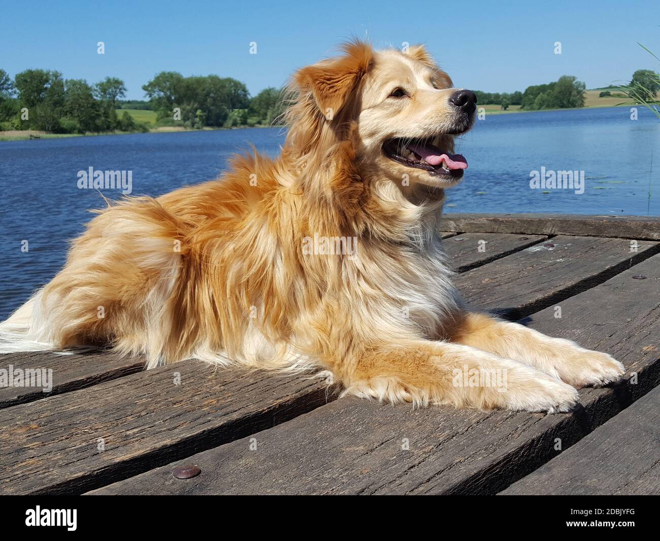 Mezcla De Whippet Y Golden Retriever Shar Pei Golden Retriever Mix: