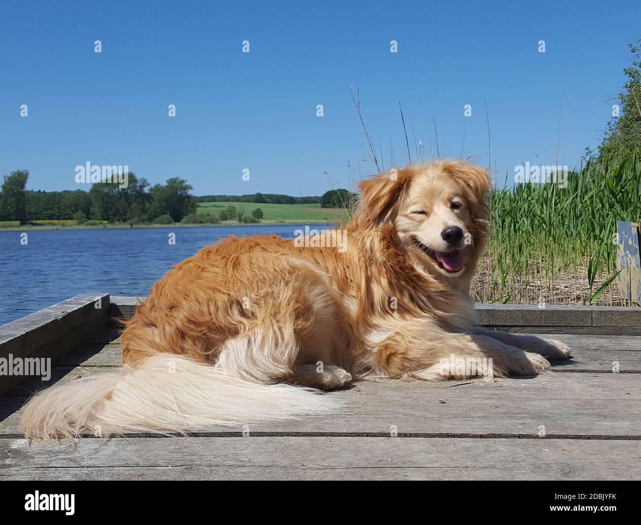 dog - golden retriever mix relaxing by a lake Stock Photo - Alamy