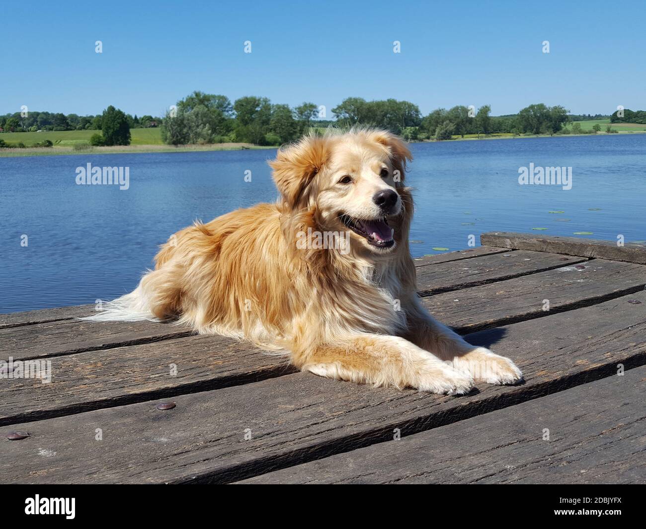 Border Collie Golden Retriever Mix Puppies
