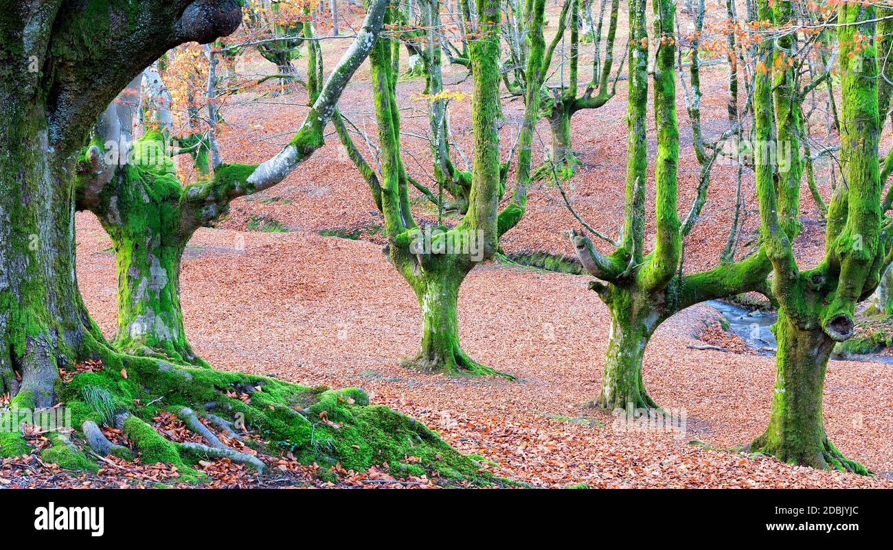Nature park Gorbea, Parque natural de Gorbea, Forest of Otzarreta ...