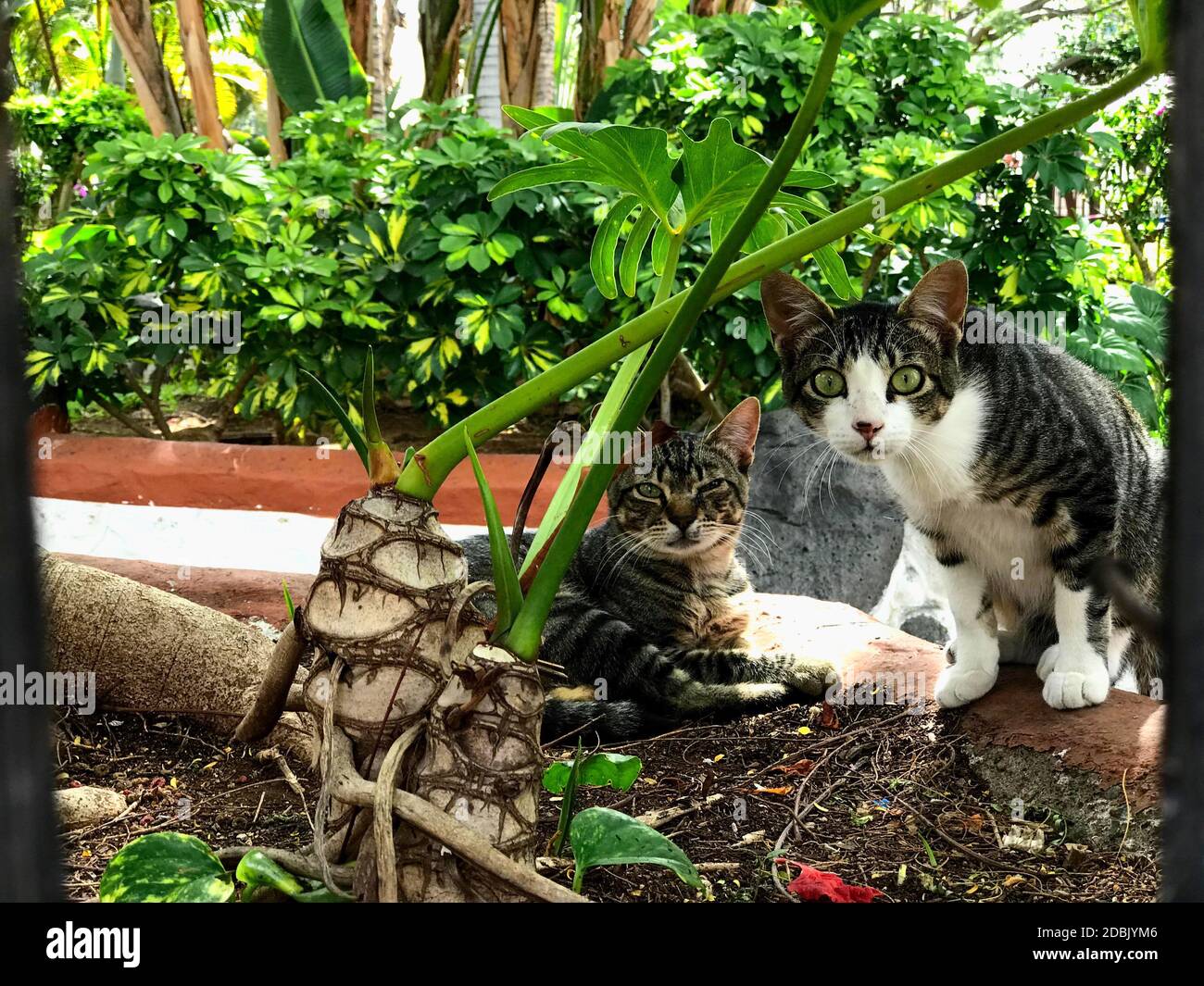 THE CATS ARE IN AWE Stock Photo - Alamy