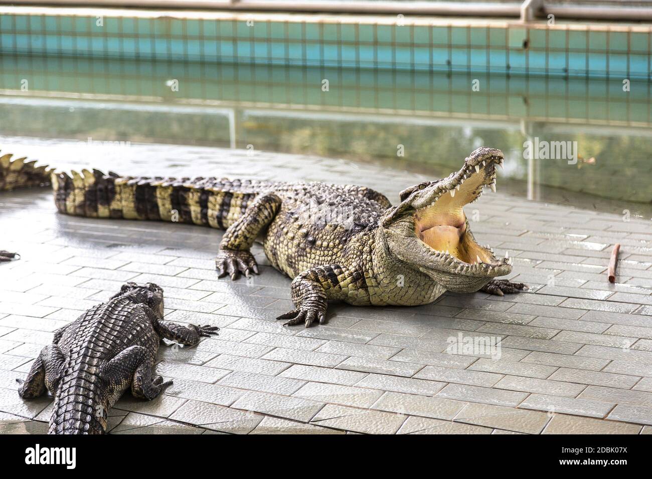 Crocodile zoo in Pattaya, Thailand in a summer day Stock Photo - Alamy