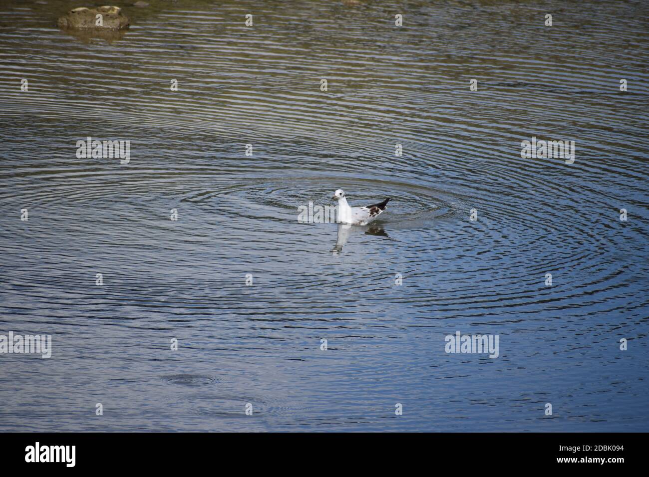 gull in the river Stock Photo - Alamy