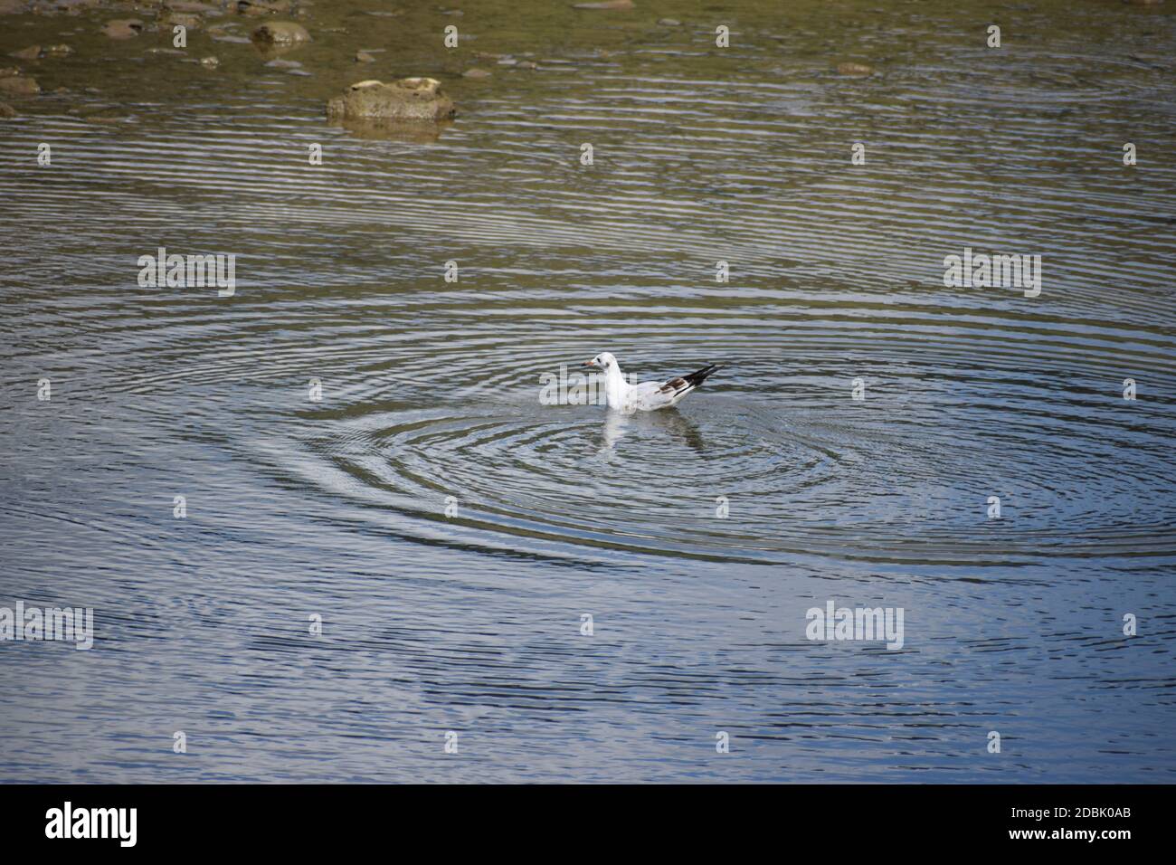 gull in the river Stock Photo - Alamy