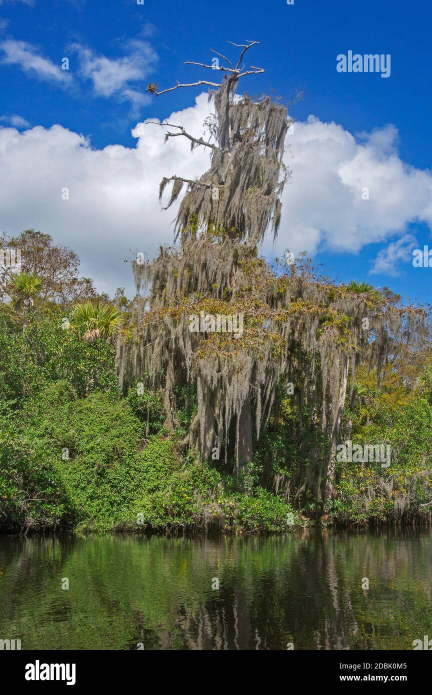 Cypress tree covered in Spanish moss, Florida, USA Stock Photo - Alamy