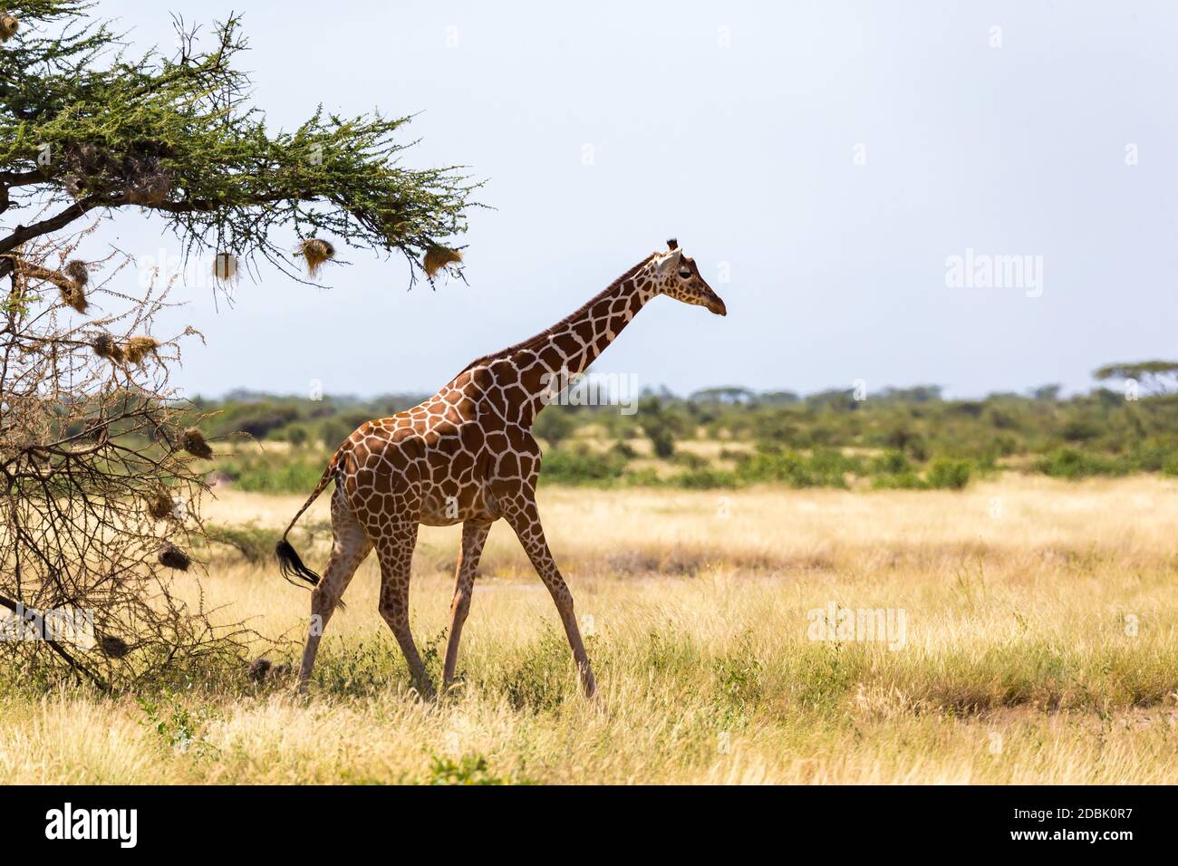 One giraffe walk through the savannah between the plants Stock Photo ...