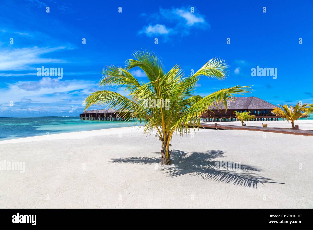 MALDIVES - JUNE 24, 2018: Palm tree at Tropical beach in the Maldives ...
