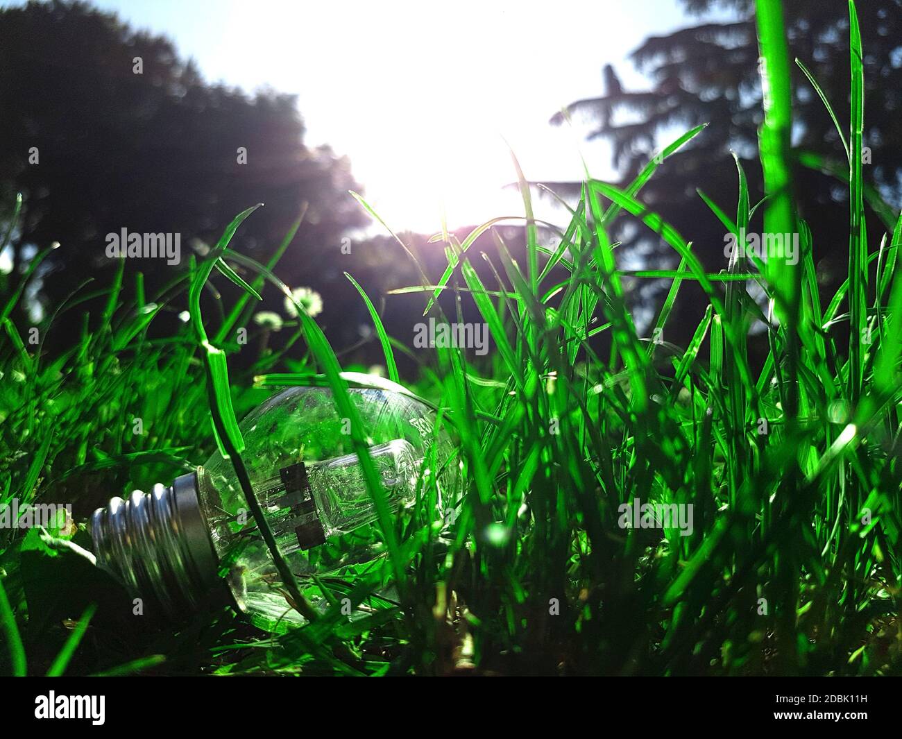 Grass bulb hi-res stock photography and images - Alamy