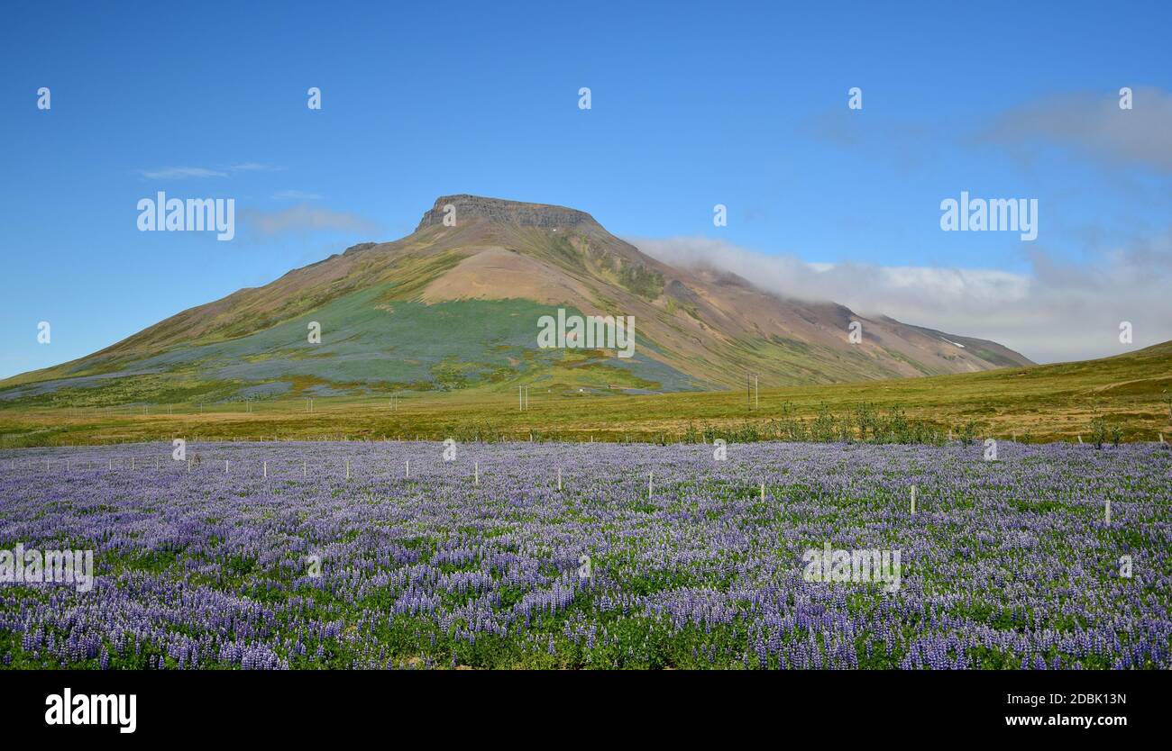 Spakonufell, a remarkable mountain near the small town Skagaströnd in ...