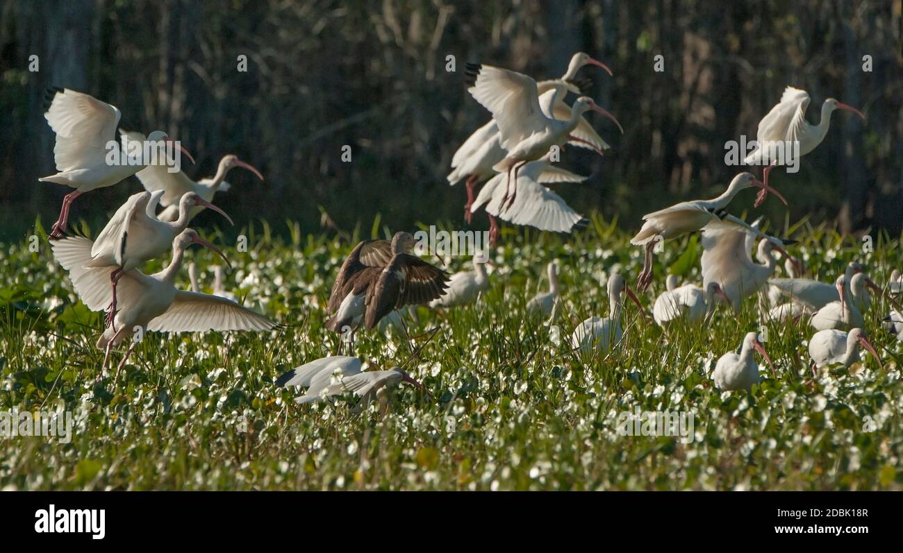 Flying over grass hi-res stock photography and images - Alamy