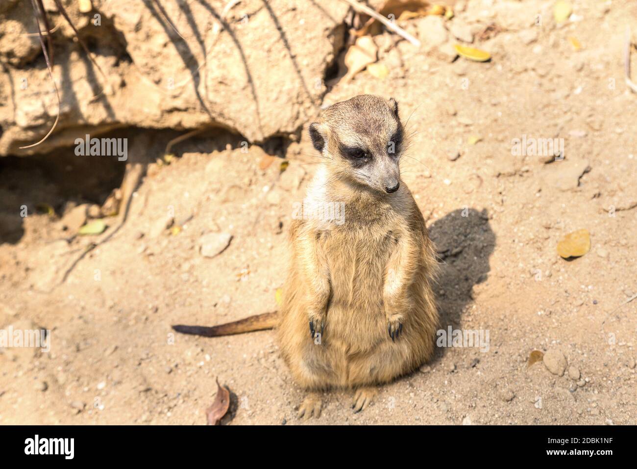 Cute close up surikat standing in a summer day Stock Photo - Alamy