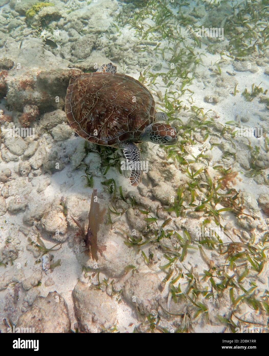 Sea turtle swimming underwater, Grecian Rocks, Key Largo, Florida Keys ...