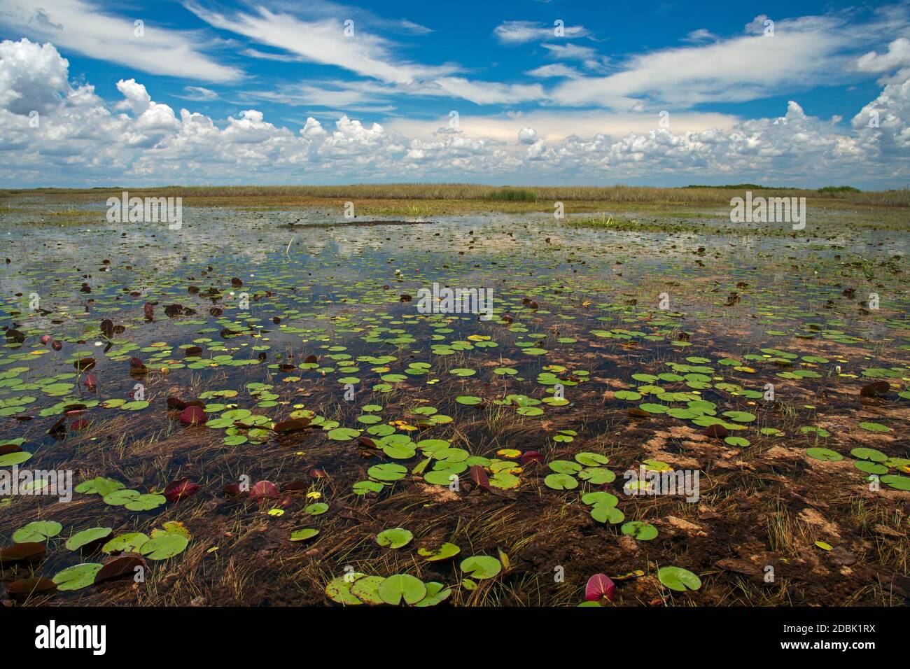 Wetlands, Everglades National Park, Florida, USA Stock Photo - Alamy