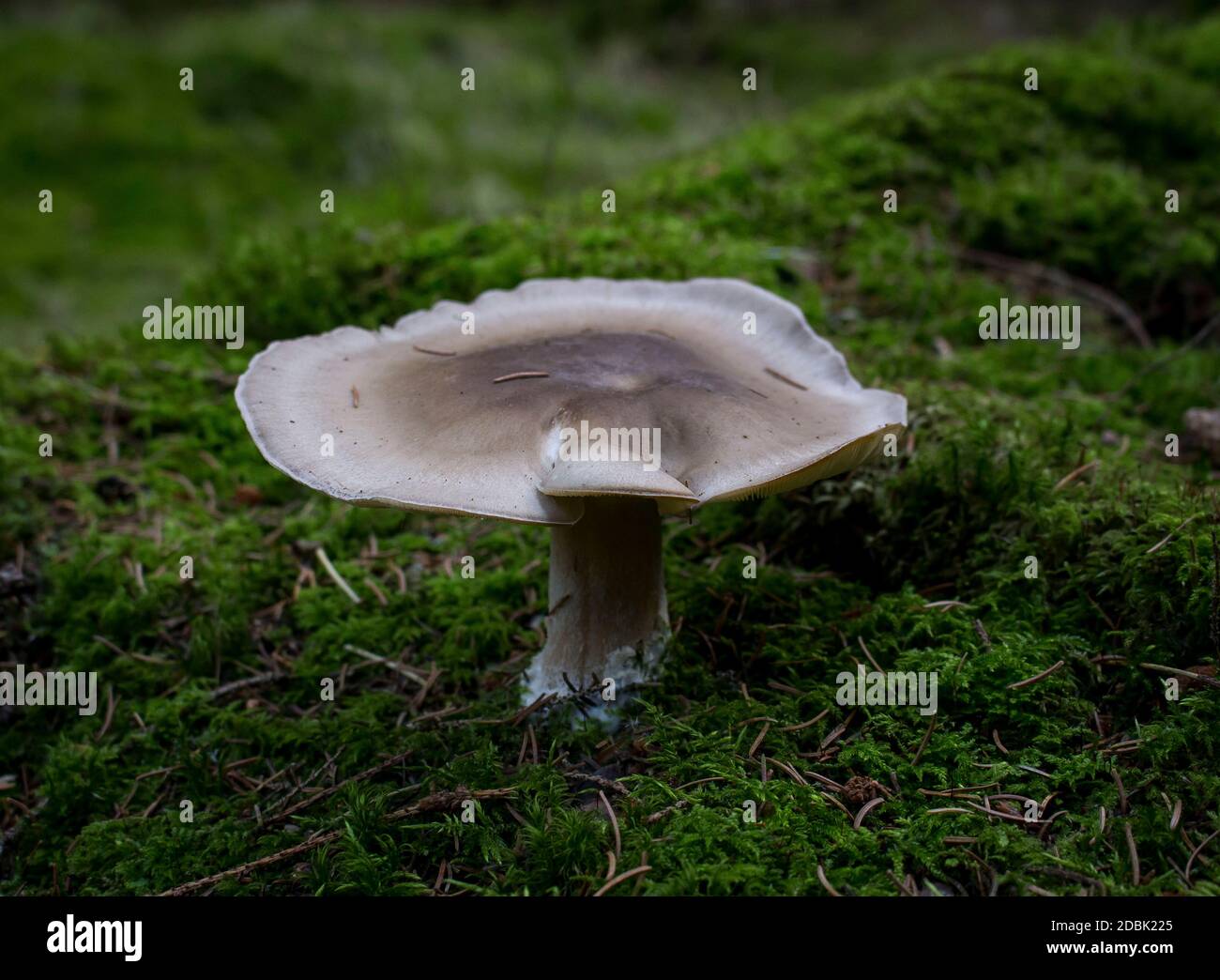 big single mushroom standing alone in forest Stock Photo - Alamy