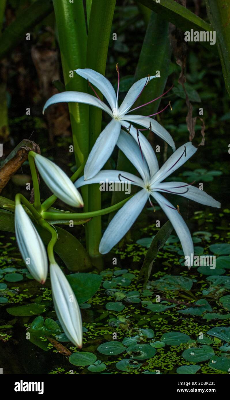 Swamp lily (Crinum pedunculatum), Loxahatchee River, Florida, USA Stock ...