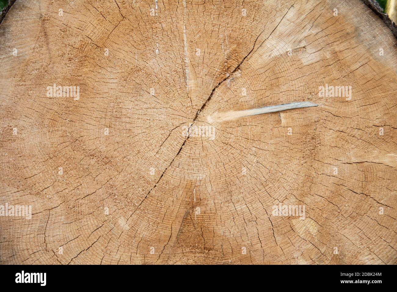 Cross section of douglas fir hi-res stock photography and images - Alamy