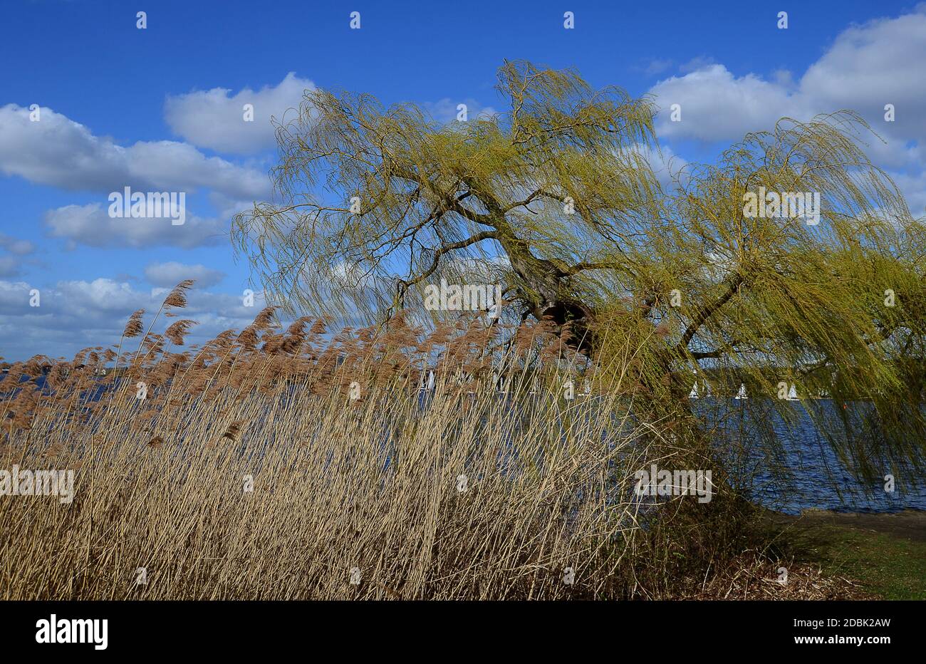 Green willows hi-res stock photography and images - Alamy