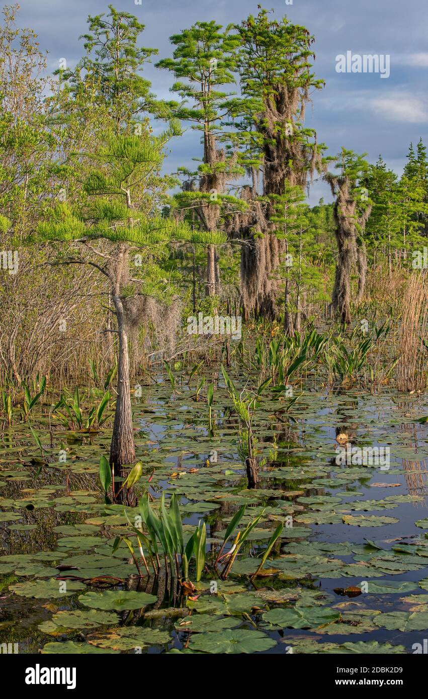 Okefenokee Swamp, Georgia, USA Stock Photo - Alamy