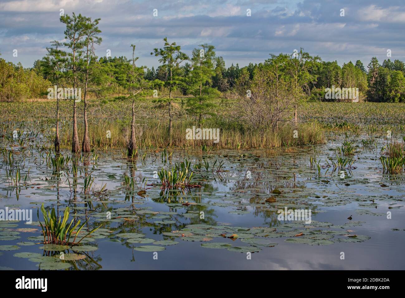 Okefenokee Swamp, Georgia, USA Stock Photo - Alamy