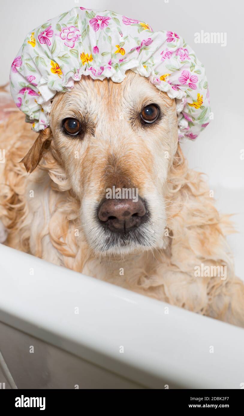 A dog taking a shower with soap and water Stock Photo - Alamy
