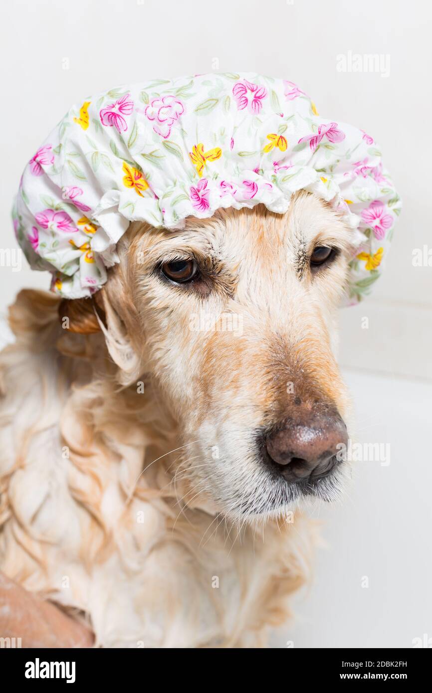 A dog taking a shower with soap and water Stock Photo - Alamy