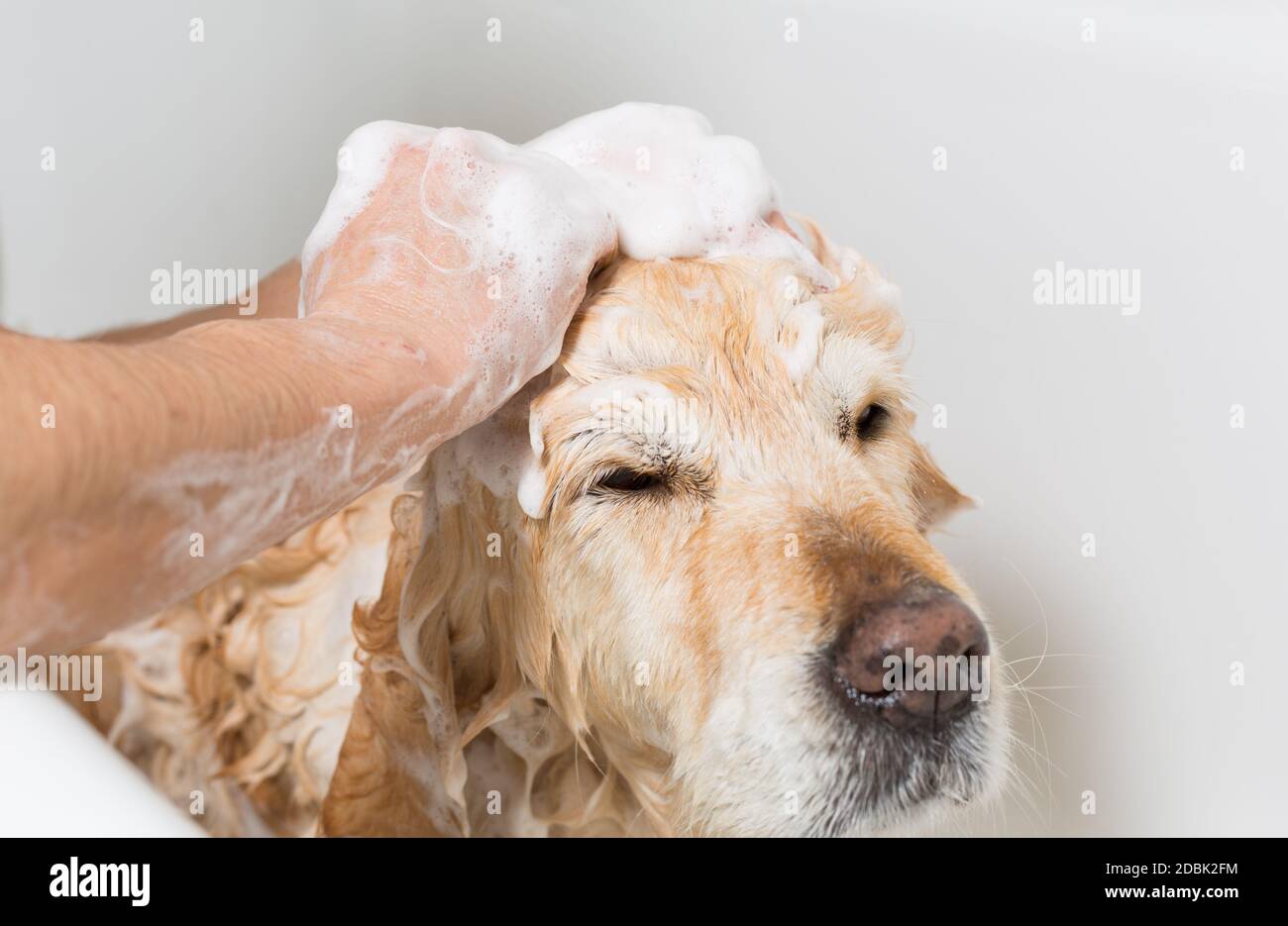 A dog taking a shower with soap and water Stock Photo - Alamy
