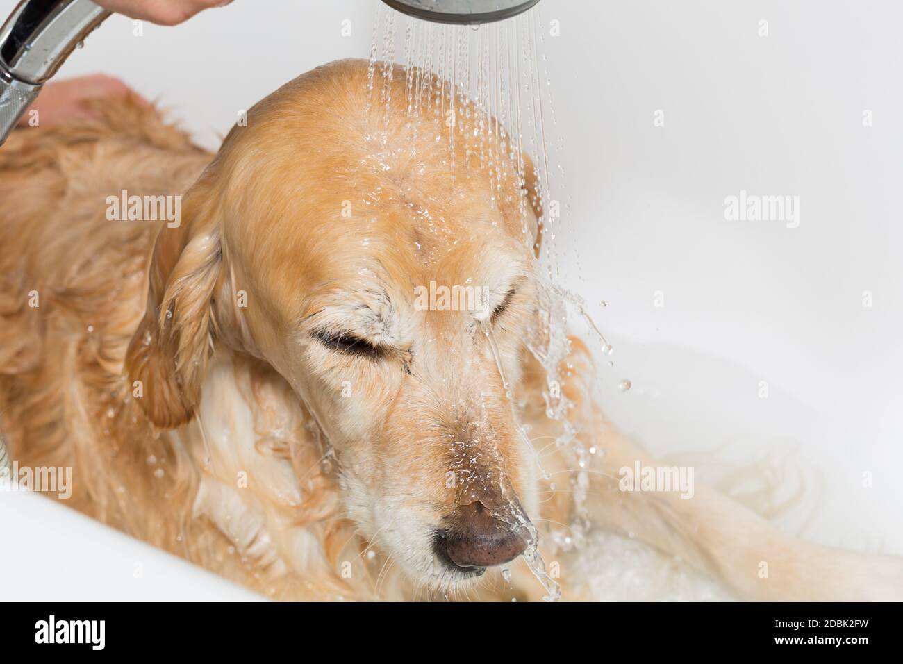 A dog taking a shower with soap and water Stock Photo - Alamy