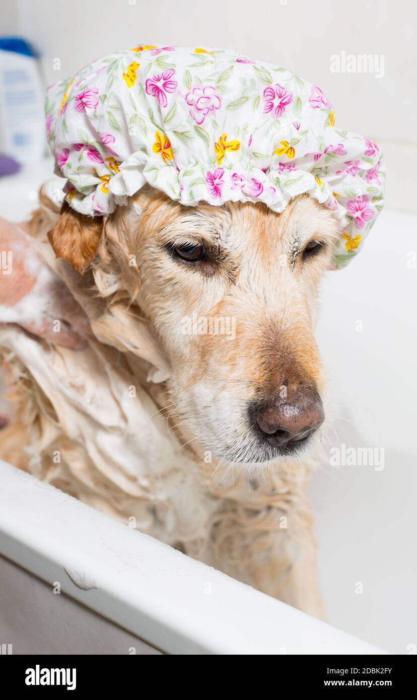A dog taking a shower with soap and water Stock Photo - Alamy