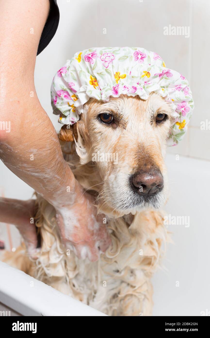 A dog taking a shower with soap and water Stock Photo - Alamy