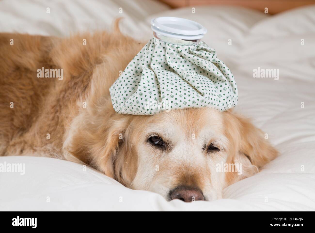 Golden Retriever Dog cold convalescing in bed Stock Photo - Alamy