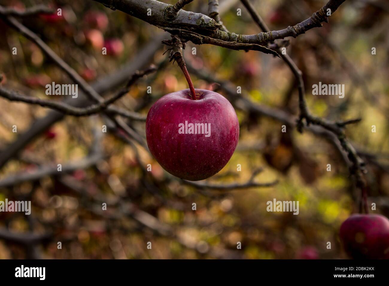 red single apple hanging from tree Stock Photo - Alamy