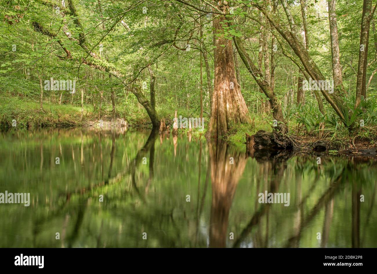 Lilly Springs, Santa Fe River, Florida, USA Stock Photo - Alamy