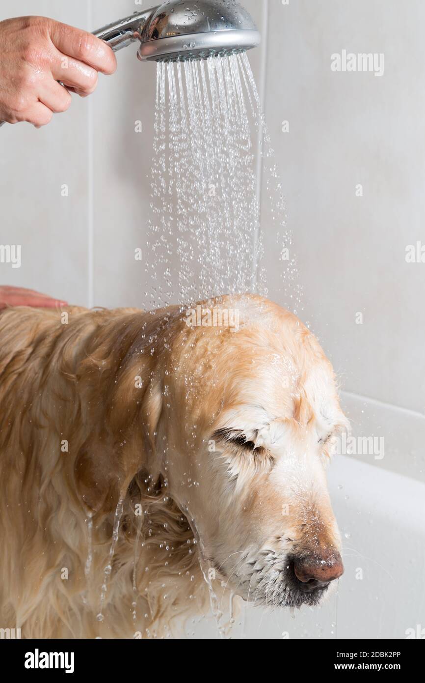 A dog taking a shower with soap and water Stock Photo - Alamy