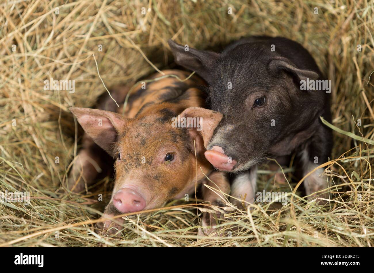 Pigs on a farm resting on a bale of straw Stock Photo - Alamy