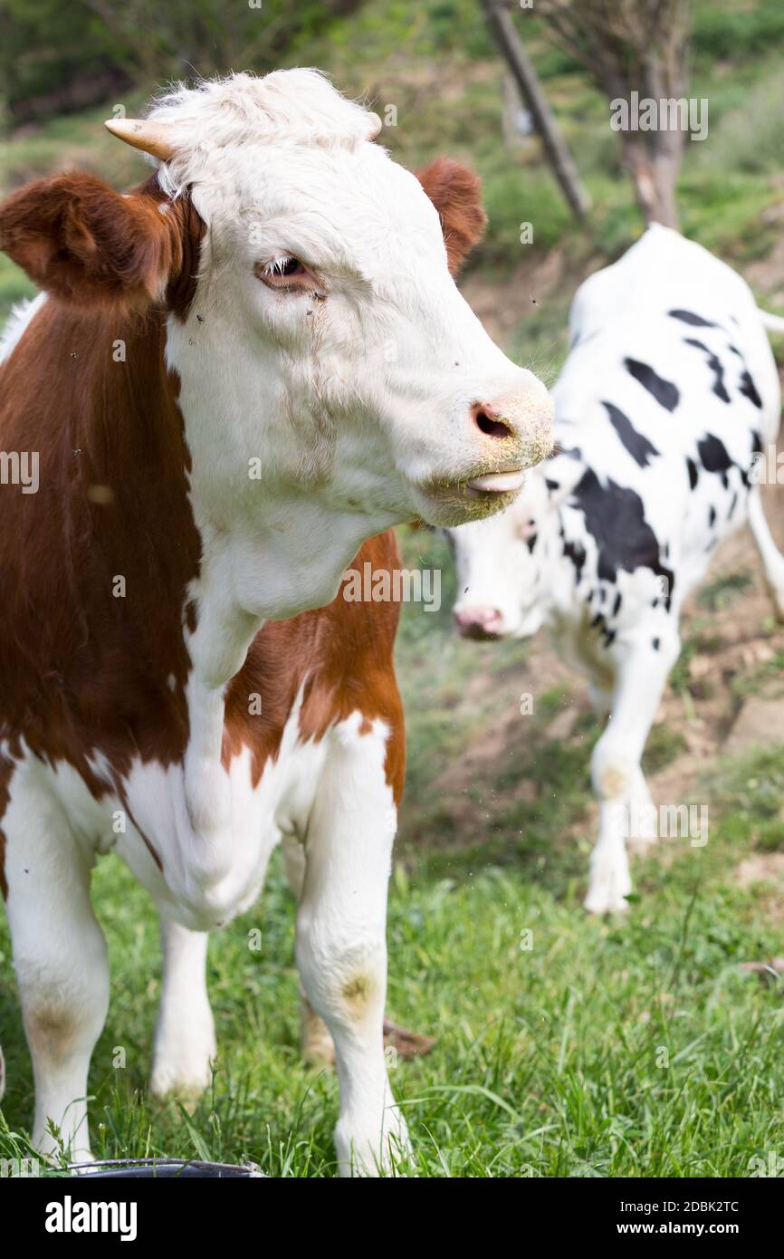Friesian cows grazing in a green green meadows Stock Photo - Alamy