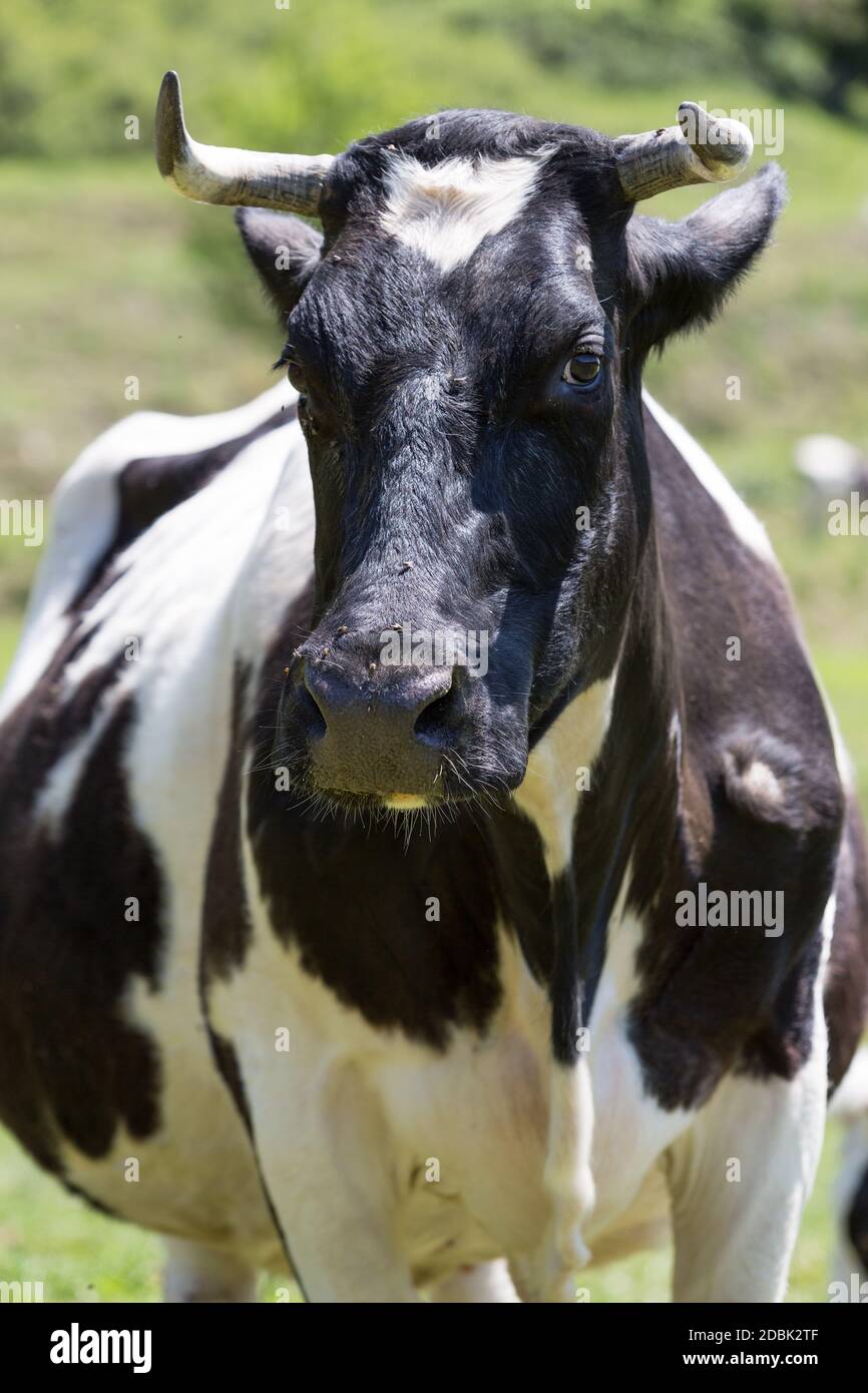 Friesian cow tongue High Resolution Stock Photography and Images - Alamy