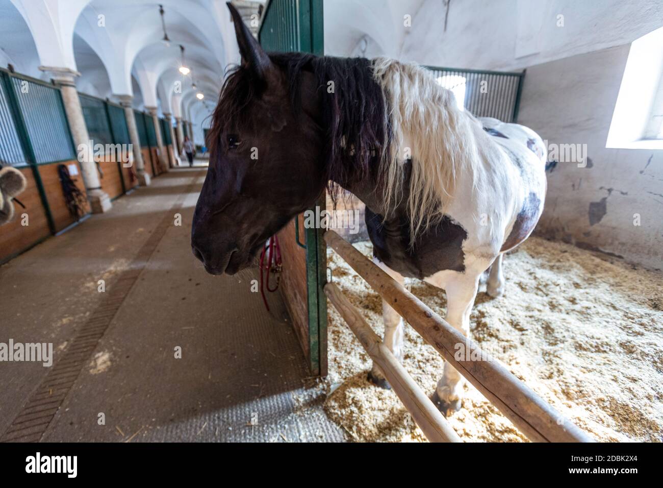 Baroque Horse High Resolution Stock Photography and Images - Alamy