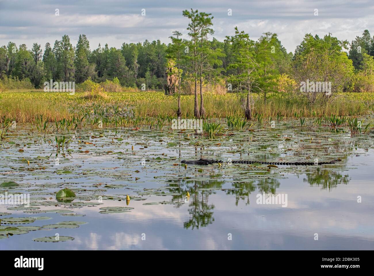 Alligator, Okefenokee Swamp, Georgia, USA Stock Photo - Alamy