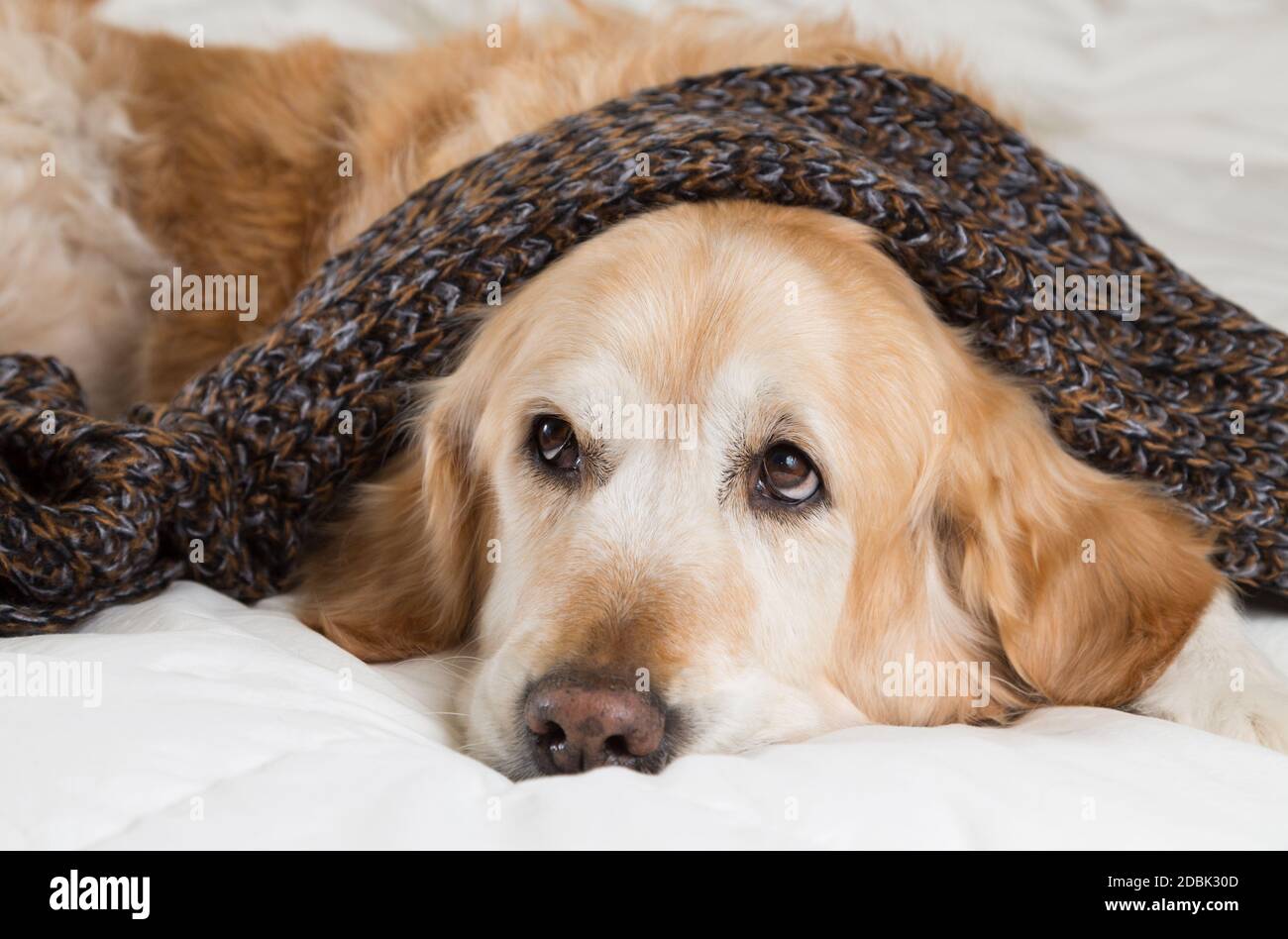 Golden Retriever Dog cold convalescing in bed Stock Photo - Alamy