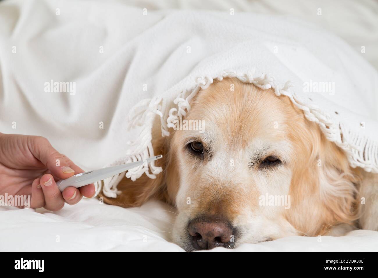 Golden Retriever Dog cold convalescing in bed Stock Photo - Alamy