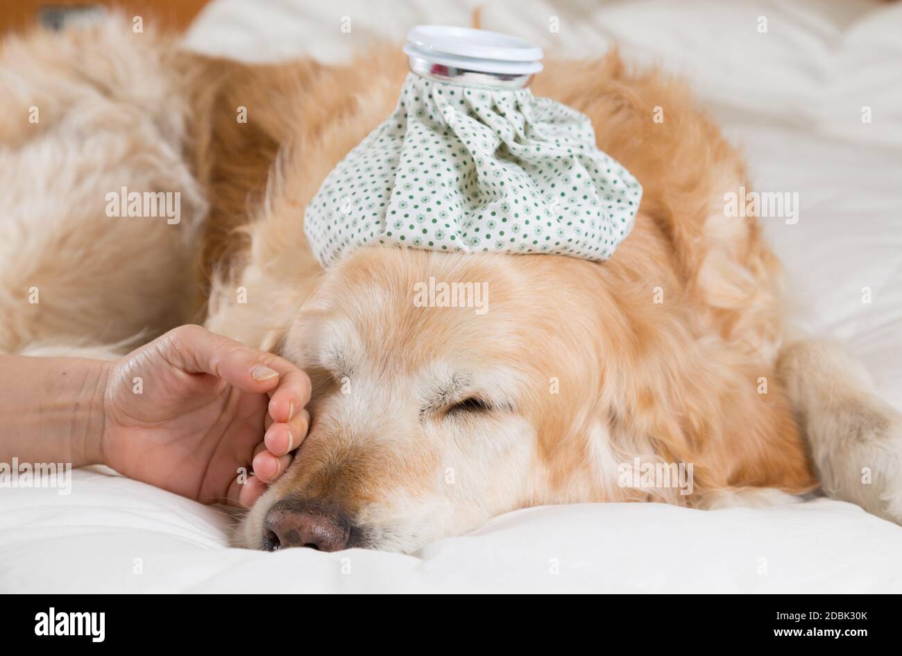 Dog cold thermometer hi-res stock photography and images - Alamy