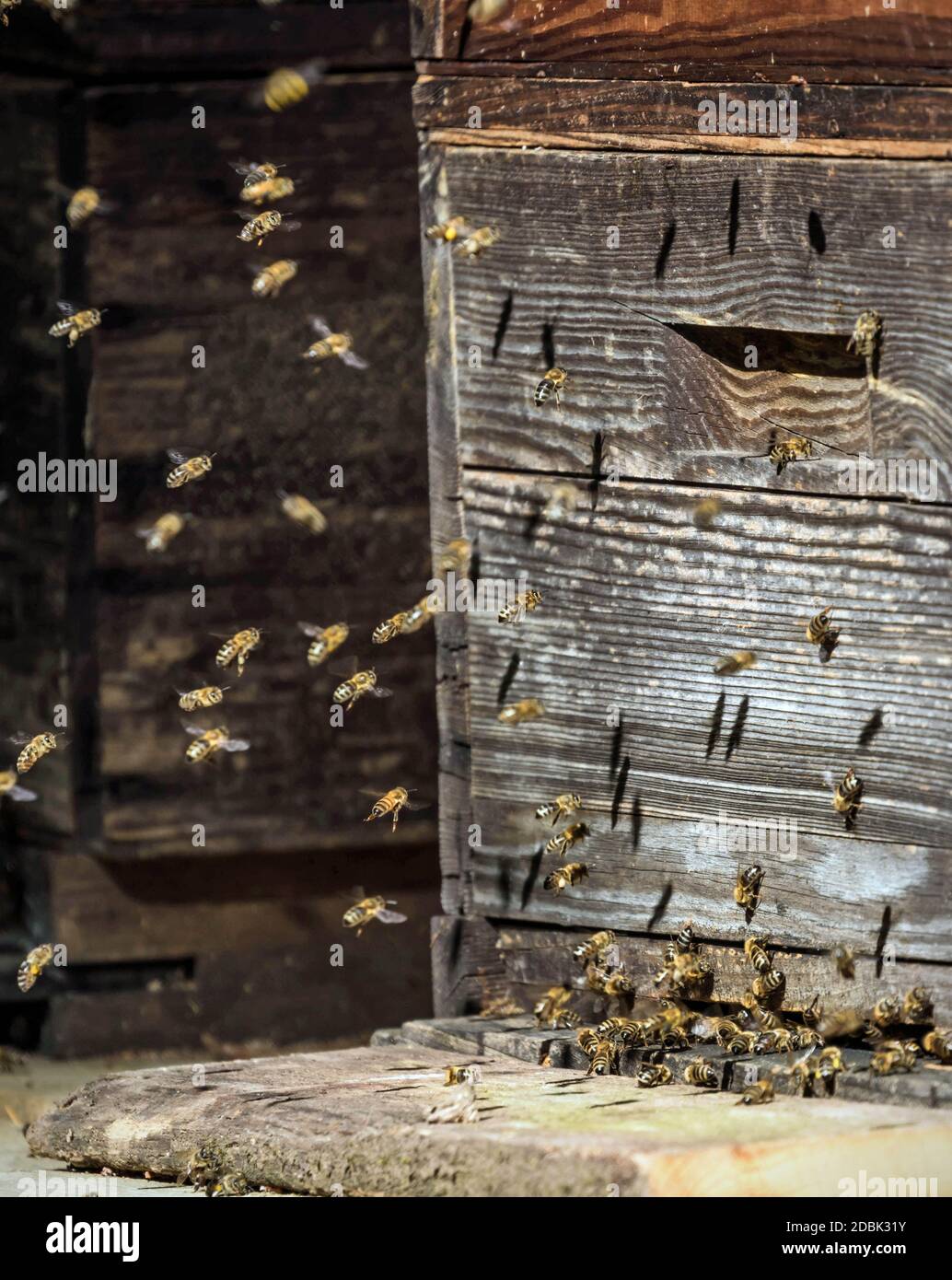 Beehive garden hi-res stock photography and images - Alamy