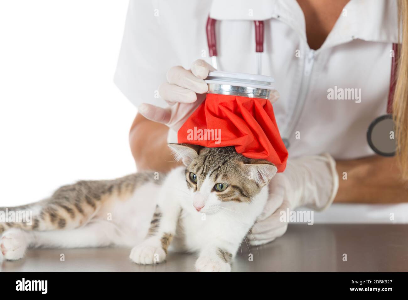 Veterinary fever down to a kitten with a water bag Stock Photo - Alamy